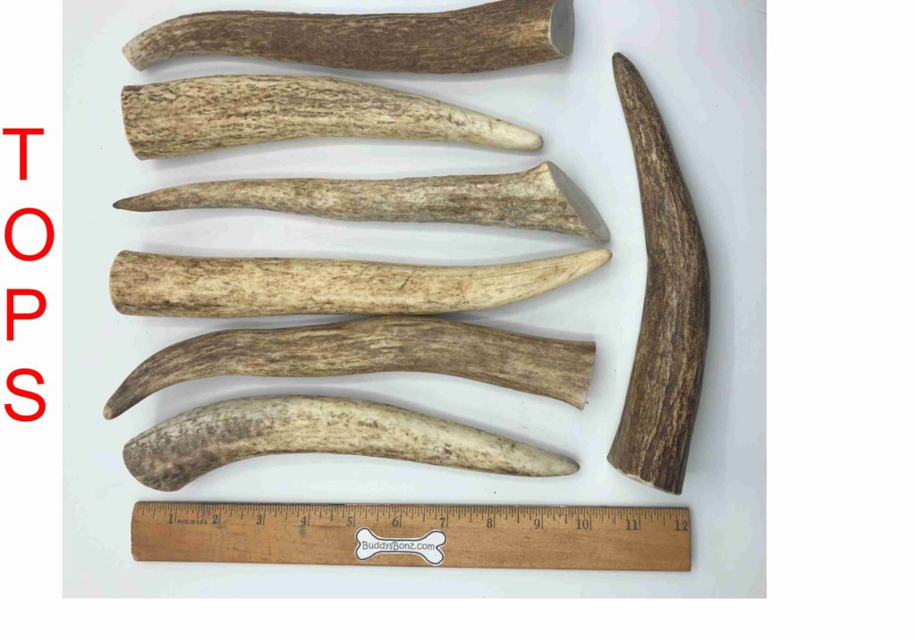 Moose Tines Dog Chews - Only at BuddysBonz .com